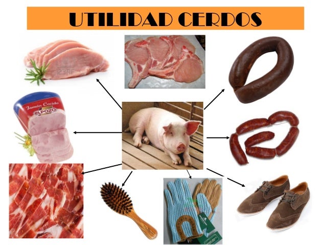 El cerdo1
