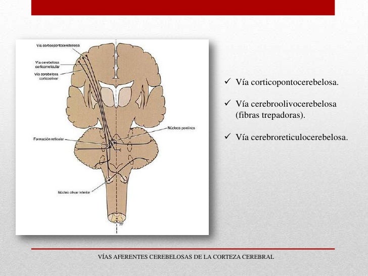 Resultado de imagen para conexiones aferentes corteza del cerebelo