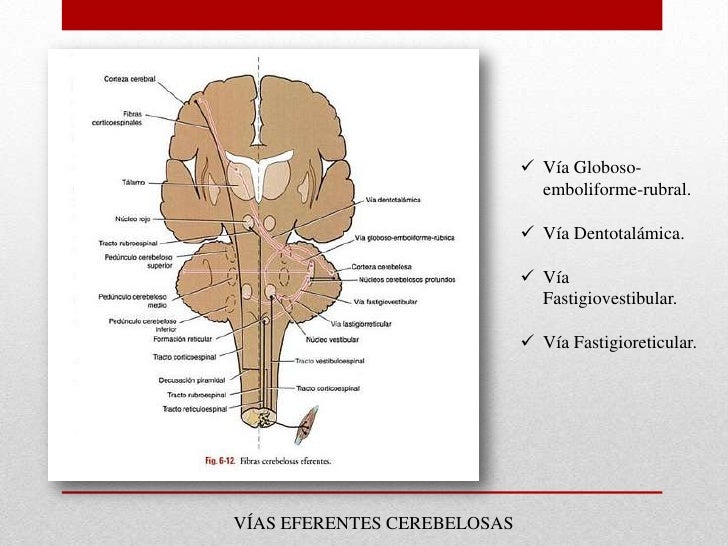 El cerebelo y sus conexiones