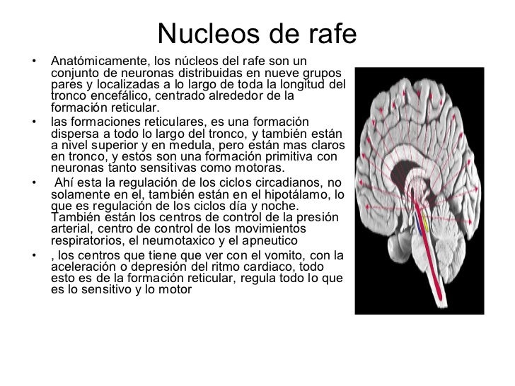 Conoce Todo Sobre El Sistema Activador Reticular Ascendente