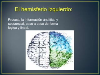 El cerebro | PPTX