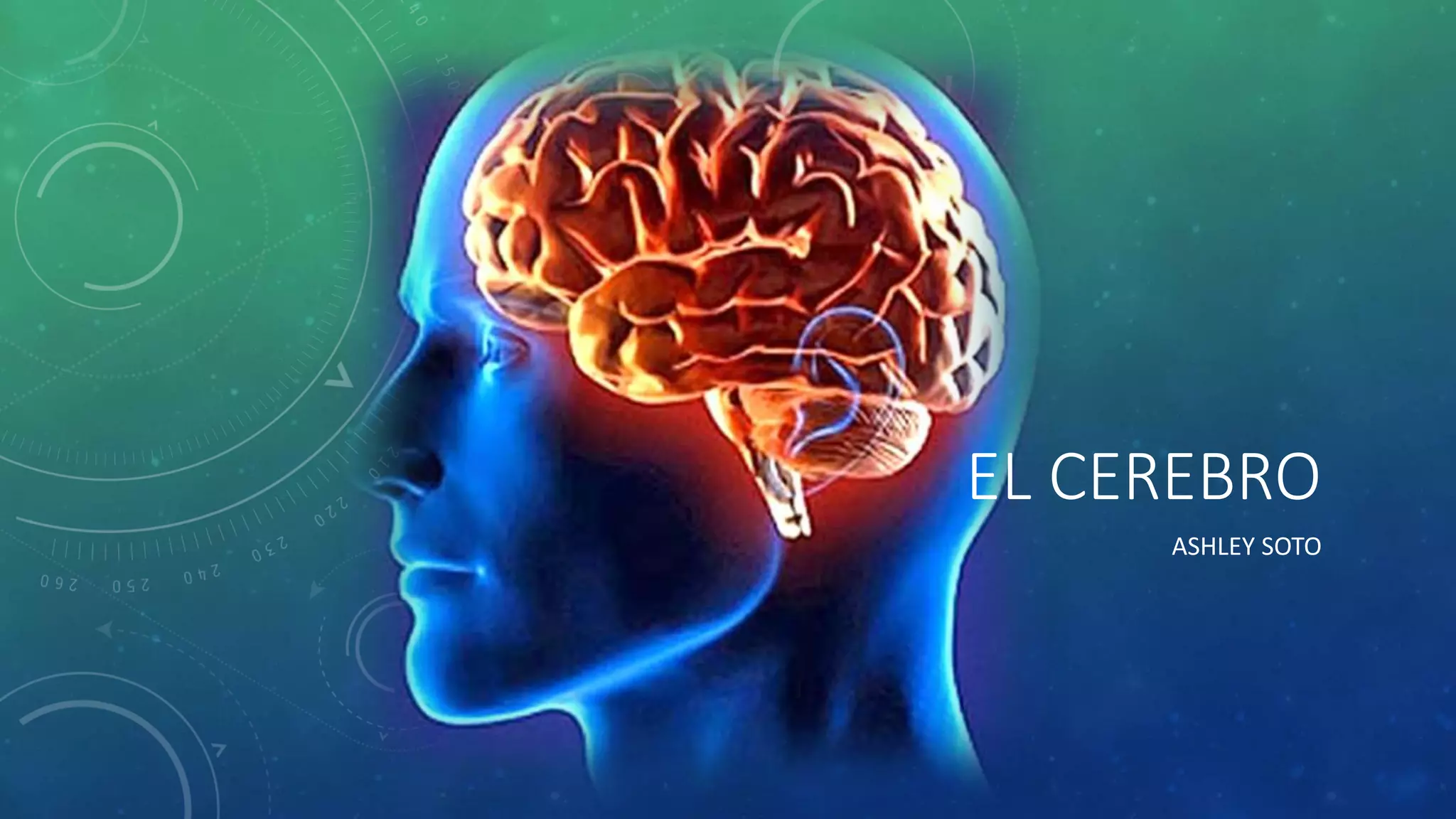 El cerebro- una presentación breve | PPTX
