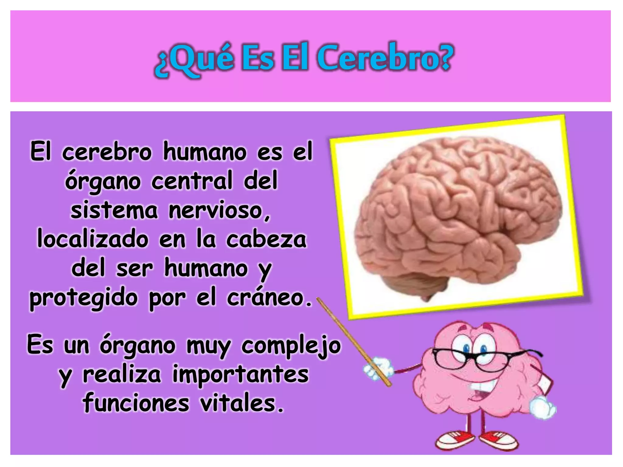 Anatomía Del Cerebro Humano Ppt Presentación En Power Point "El