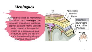 El Cerebro - Estructura, función y áreas.pptx.pdf