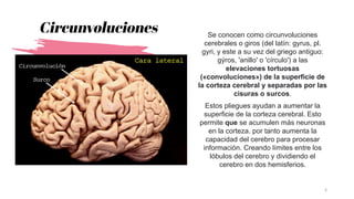 El Cerebro - Estructura, función y áreas.pptx.pdf