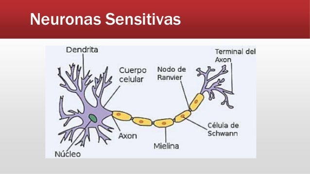 El Cerebro