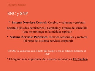 El cerebro caracteristicas y funcioness | PPTX