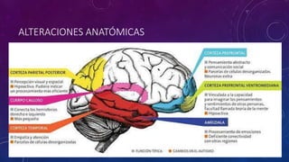 El cerebro de un autista.pptx