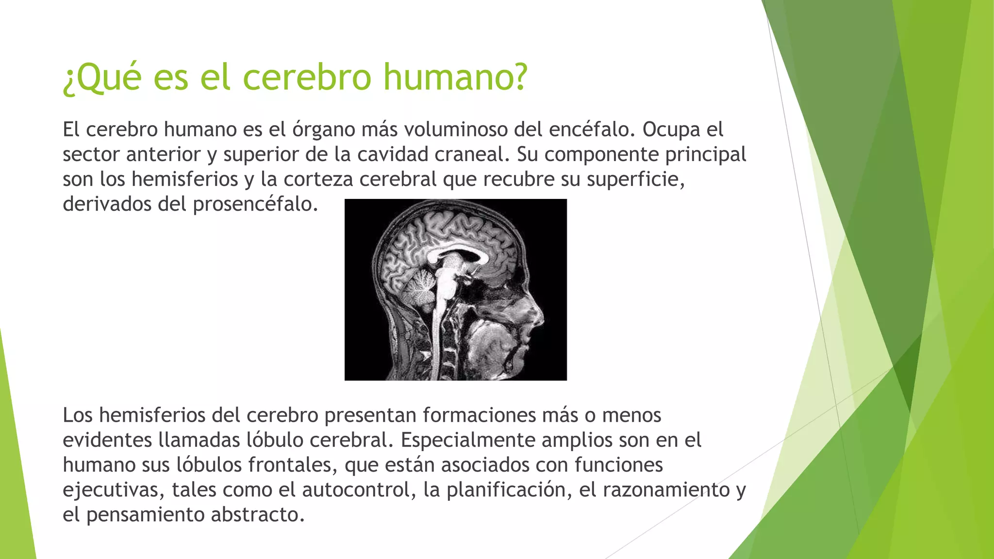 EL CEREBRO HUMANO.pptx