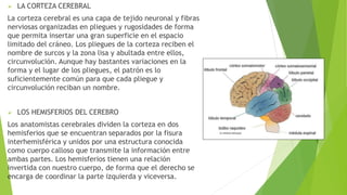 EL CEREBRO HUMANO.pptx