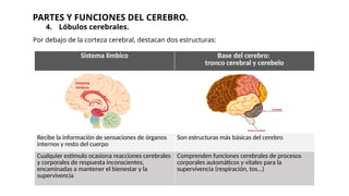 El cerebro humano. Sus partes, sus funciones y sus propiedades | PPSX