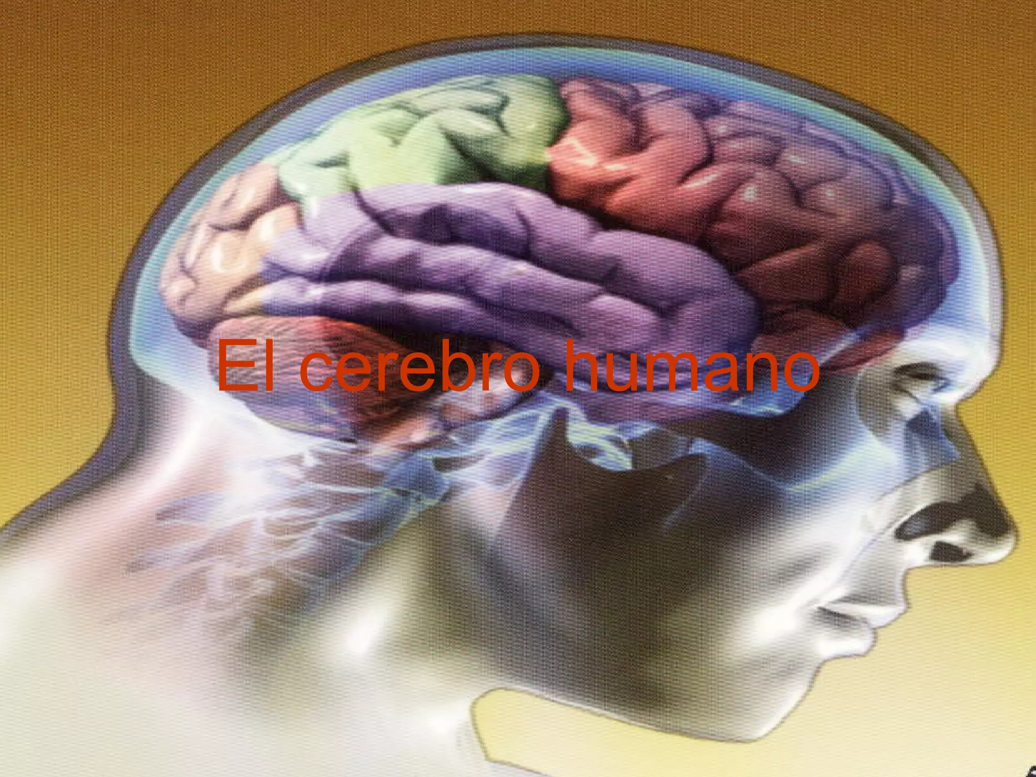 El cerebro humano | PPT
