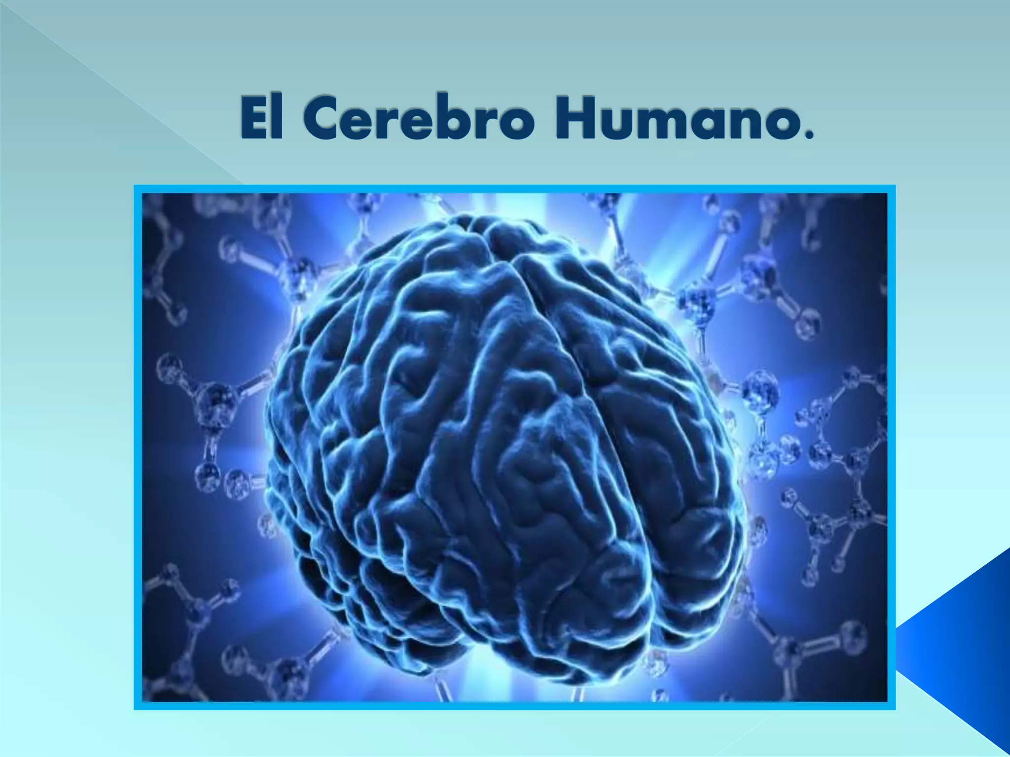El cerebro humano | PPTX