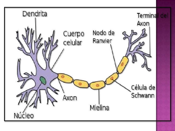 Dibujo de las neuronas con sus partes - Imagui