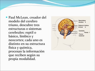 El cerebro triuno | PPT