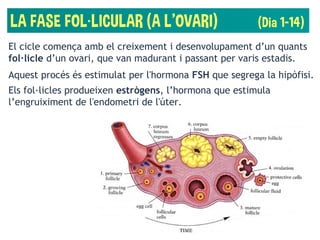 EL CICLE MENSTRUAL (3r ESO) | PDF