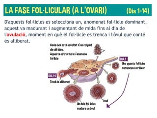 EL CICLE MENSTRUAL (3r ESO) | PDF