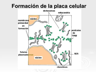 El ciclo celular | PPT