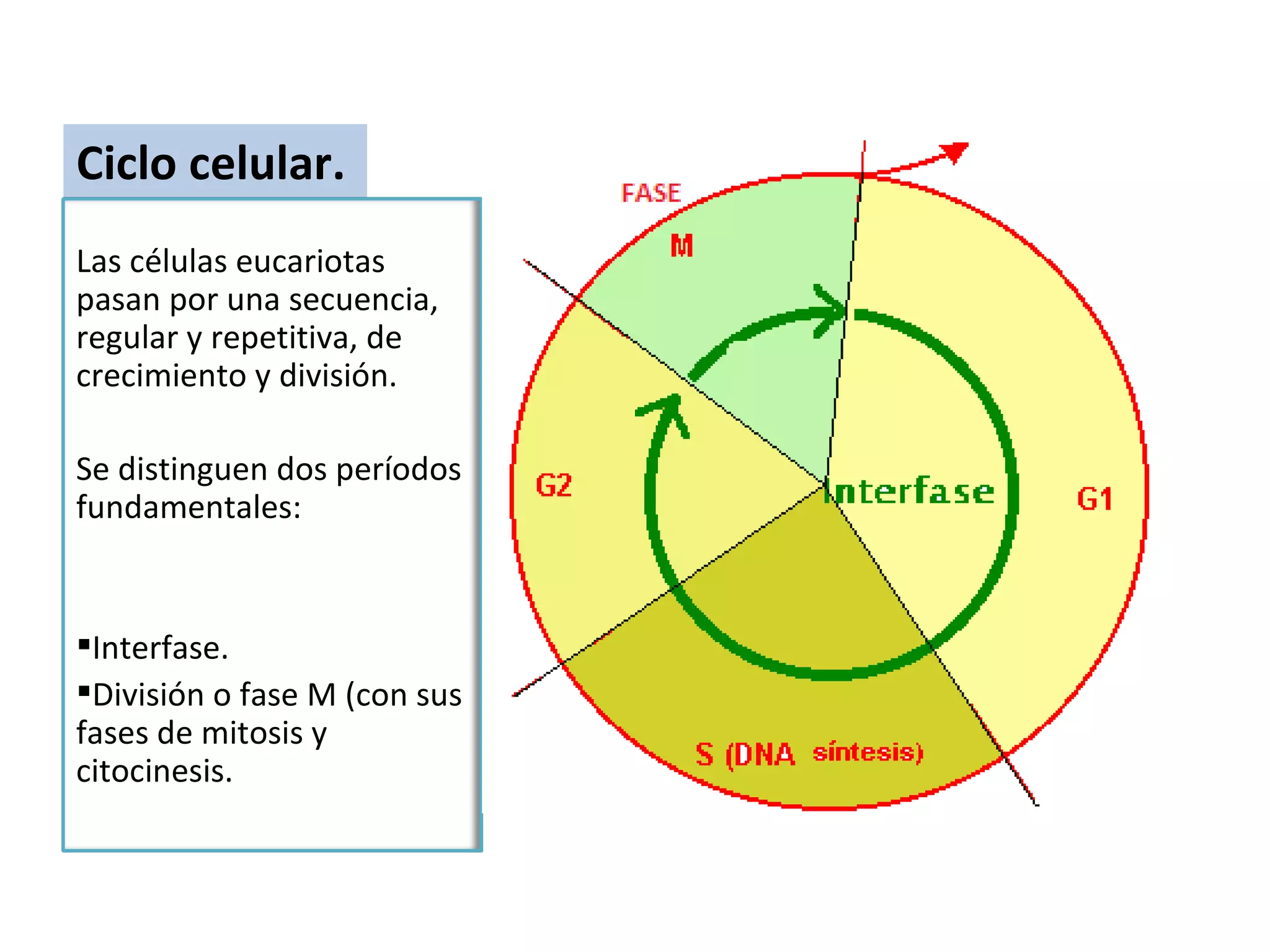 El ciclo celular | PPT