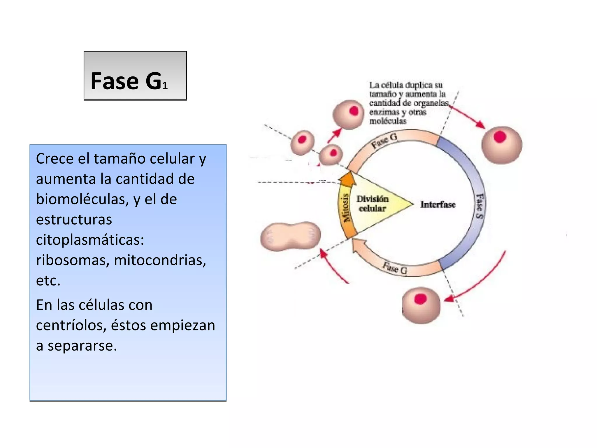 El ciclo celular | PPT