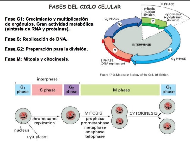 PUNTOS DE CONTROL DE LA MITOSIS, dropped image link, j, dropped image link…
