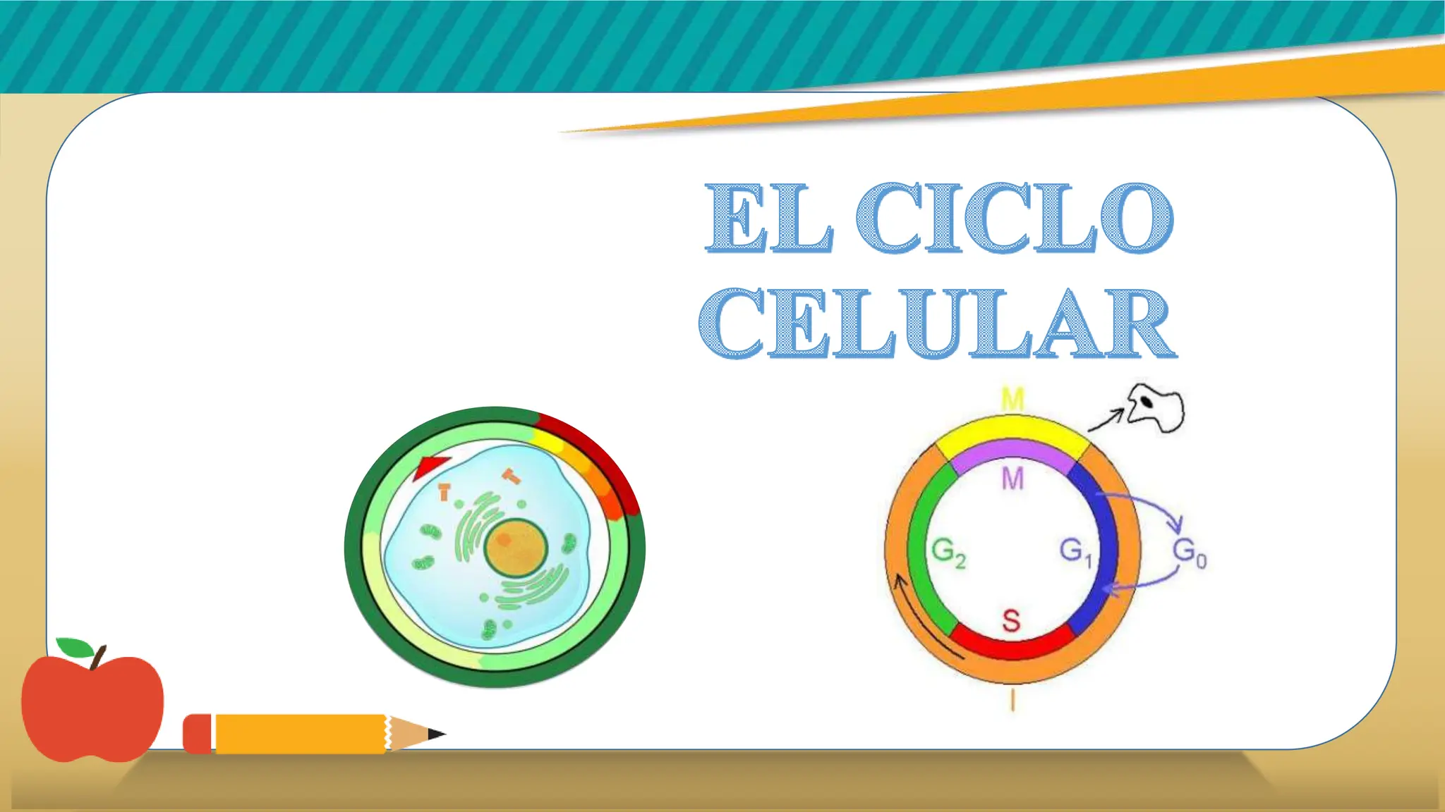 EL_CICLO_CELULAR_ppt.pptxCCCCCCCCCCCCCCC | PPTX
