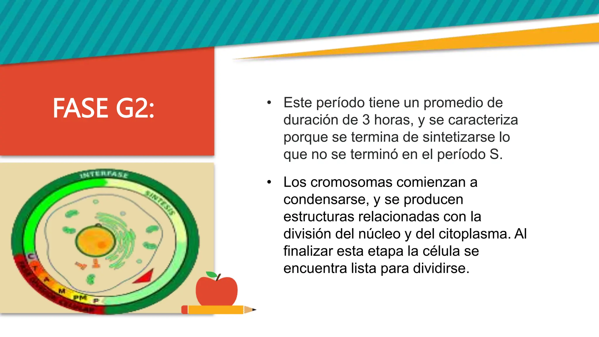 EL_CICLO_CELULAR_ppt.pptxCCCCCCCCCCCCCCC | PPTX