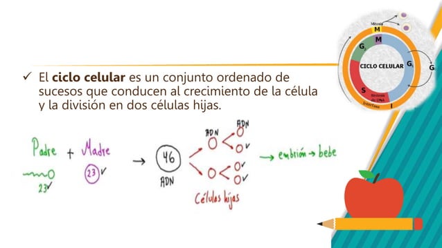 EL_CICLO_CELULAR_ppt.pptxCCCCCCCCCCCCCCC | PPTX