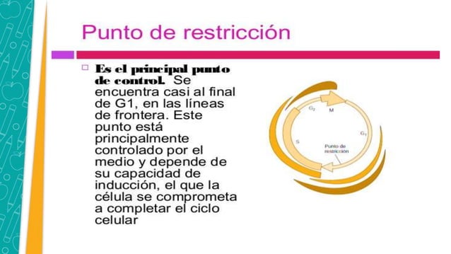 EL_CICLO_CELULAR_ppt.pptxCCCCCCCCCCCCCCC | PPTX