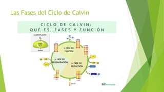 El Ciclo de Calvin Presentacion con sus fases | PDF