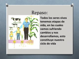 El ciclo de vida | PPT