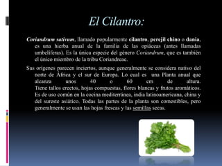 P.A.sobre El cilantro | PPTX