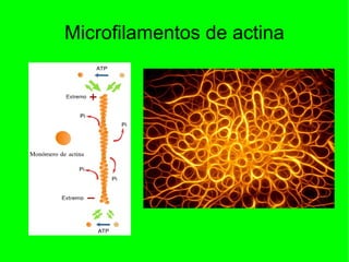 El citoesqueleto | ODP