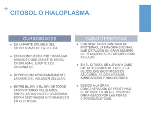 El citoplasma | PPTX