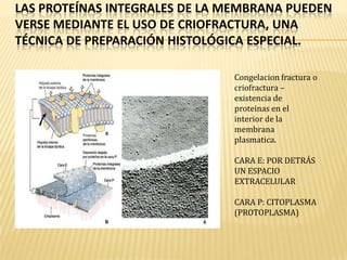 El citoplasma celular. | PPTX