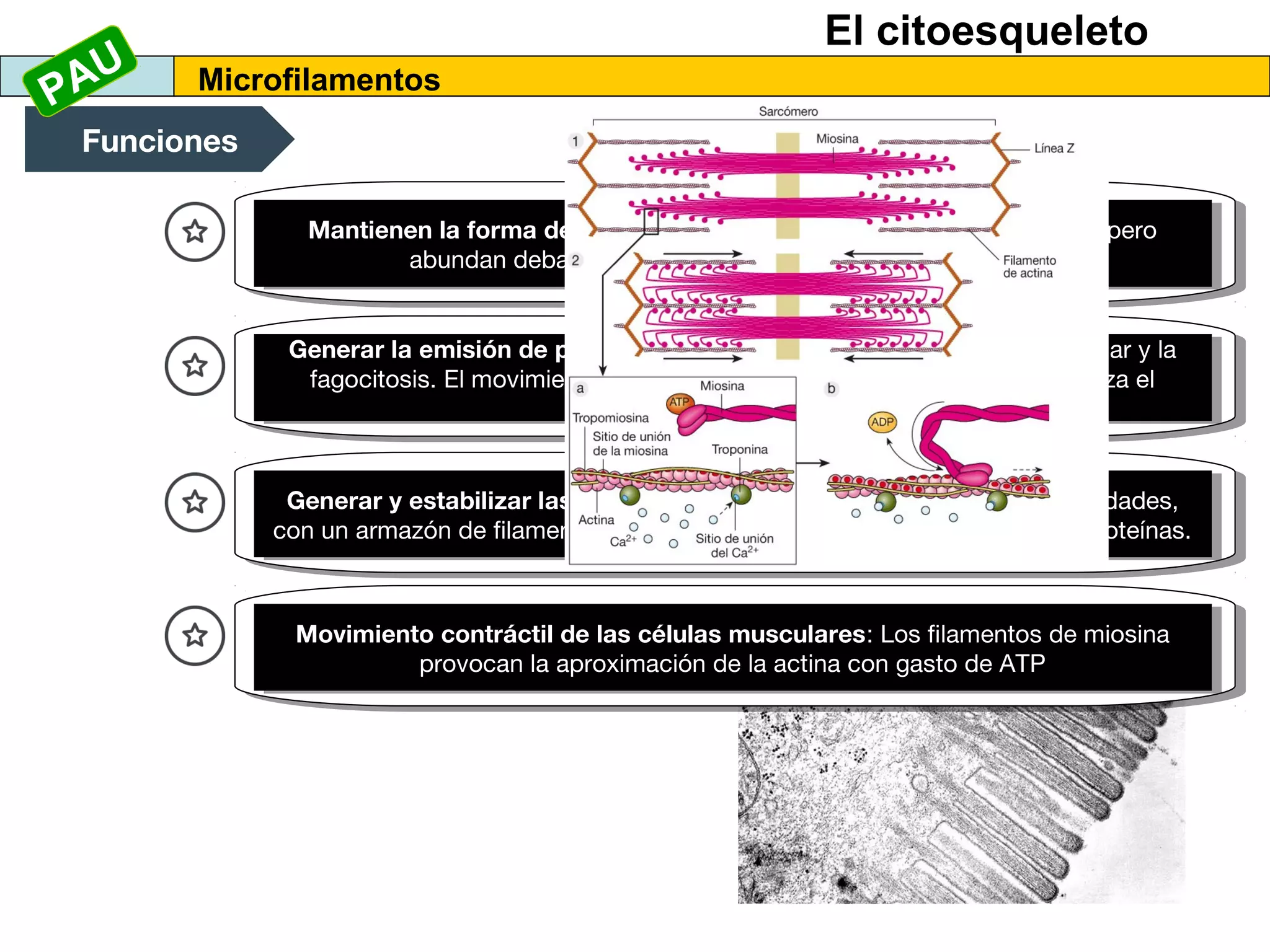 El citosol y las estructuras no membranosas de la célula 2013 | PPT