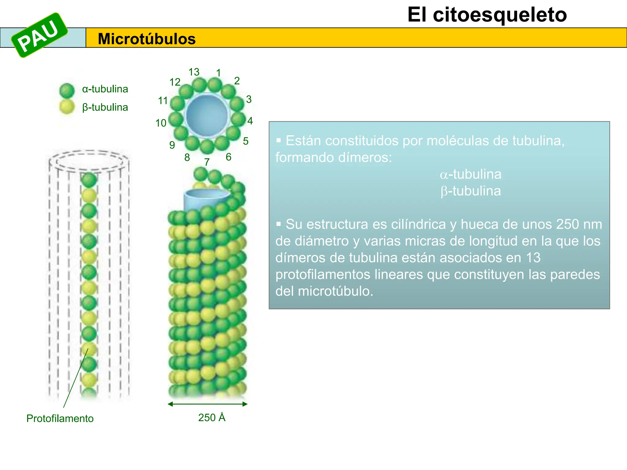 El citosol y las estructuras no membranosas de la célula 2013.ppt