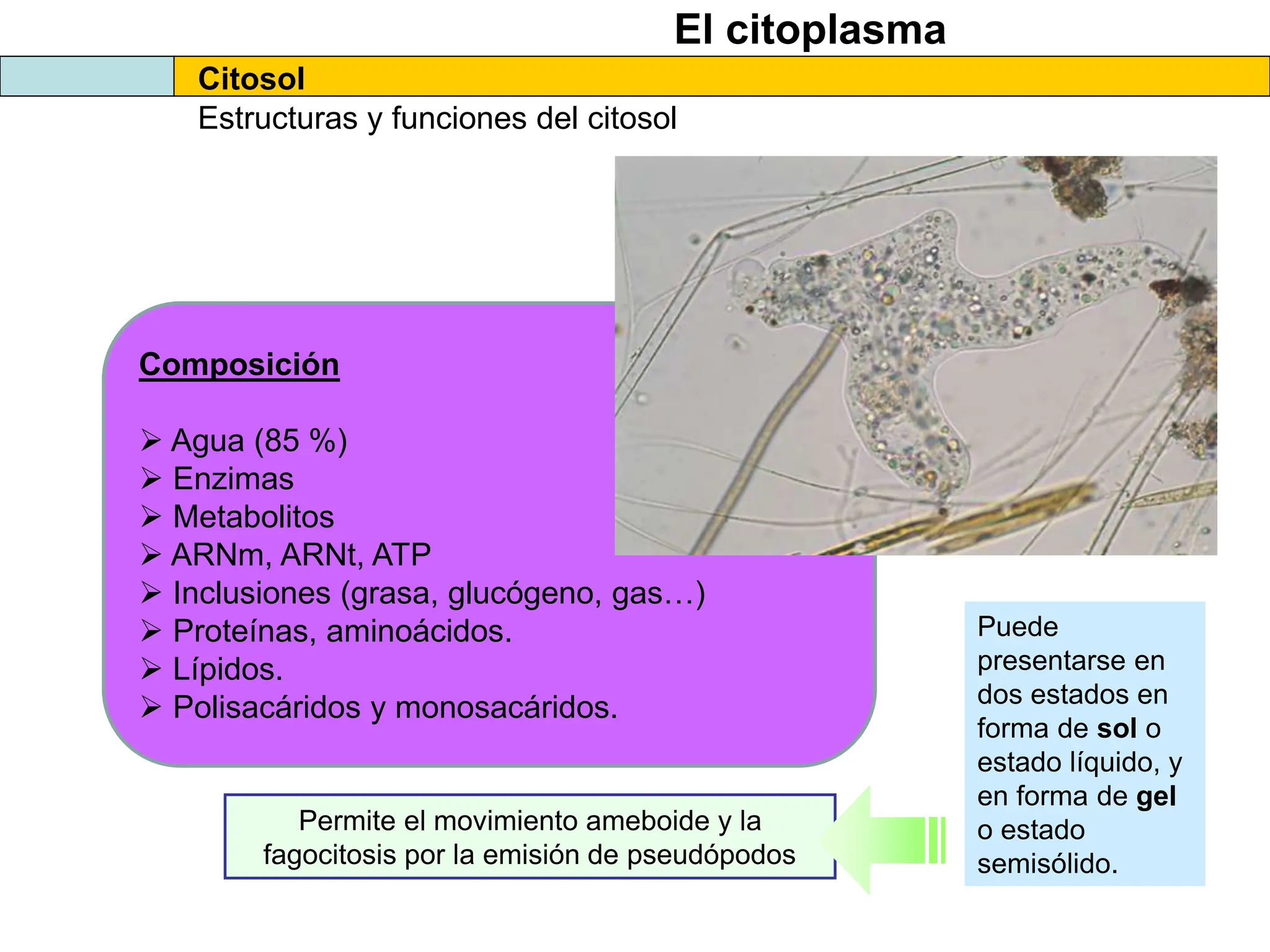 El citosol y las estructuras no membranosas de la célula 2013.ppt
