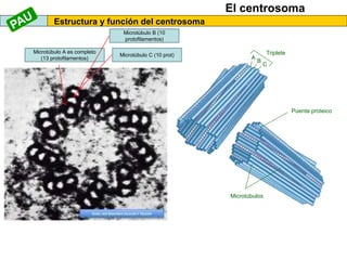 El citosol y las estructuras no membranosas de la célula 2013.ppt