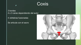 Anatomia del Sacro y Coxis revision didactica | PPTX