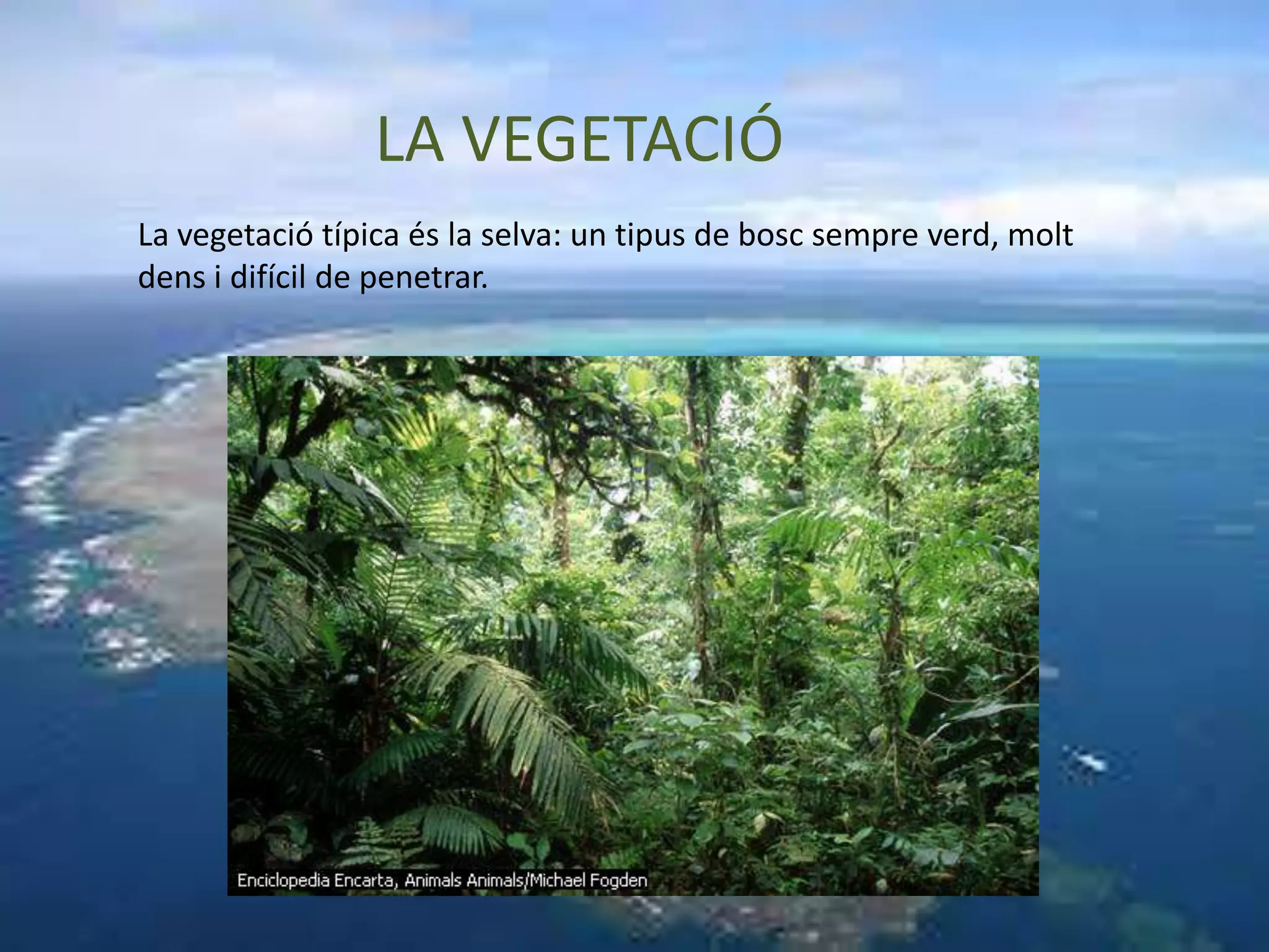 El clima equatorial_explicació | PPTX