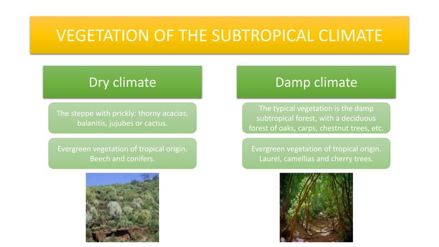 El clima subtropical | PPTX | Weather | Science