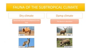 El clima subtropical | PPTX
