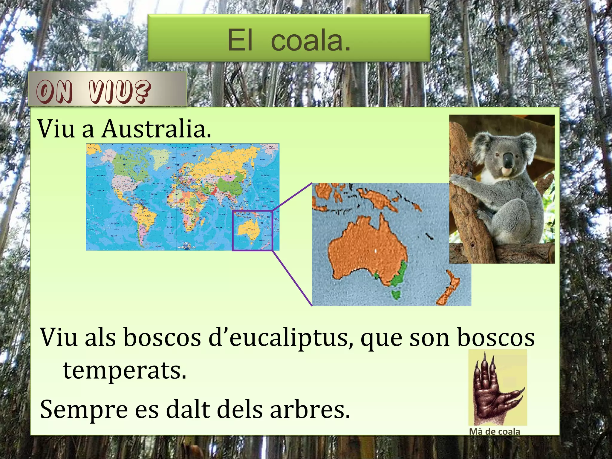 El coala | PPT