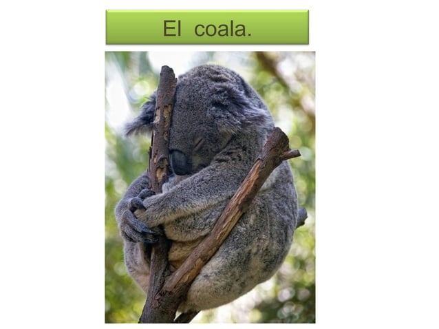 El coala | PPT