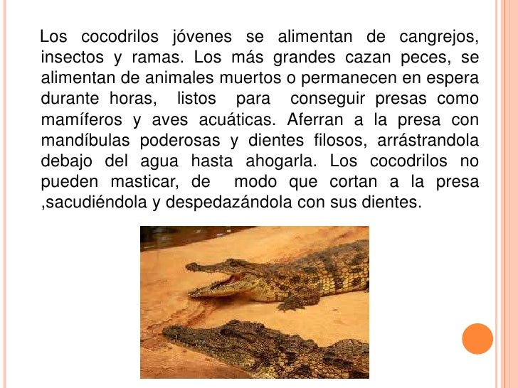 El cocodrilo - por Anna, Mirko y Santiago