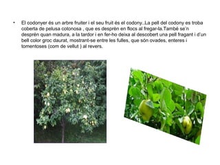 El codonyat | PPS