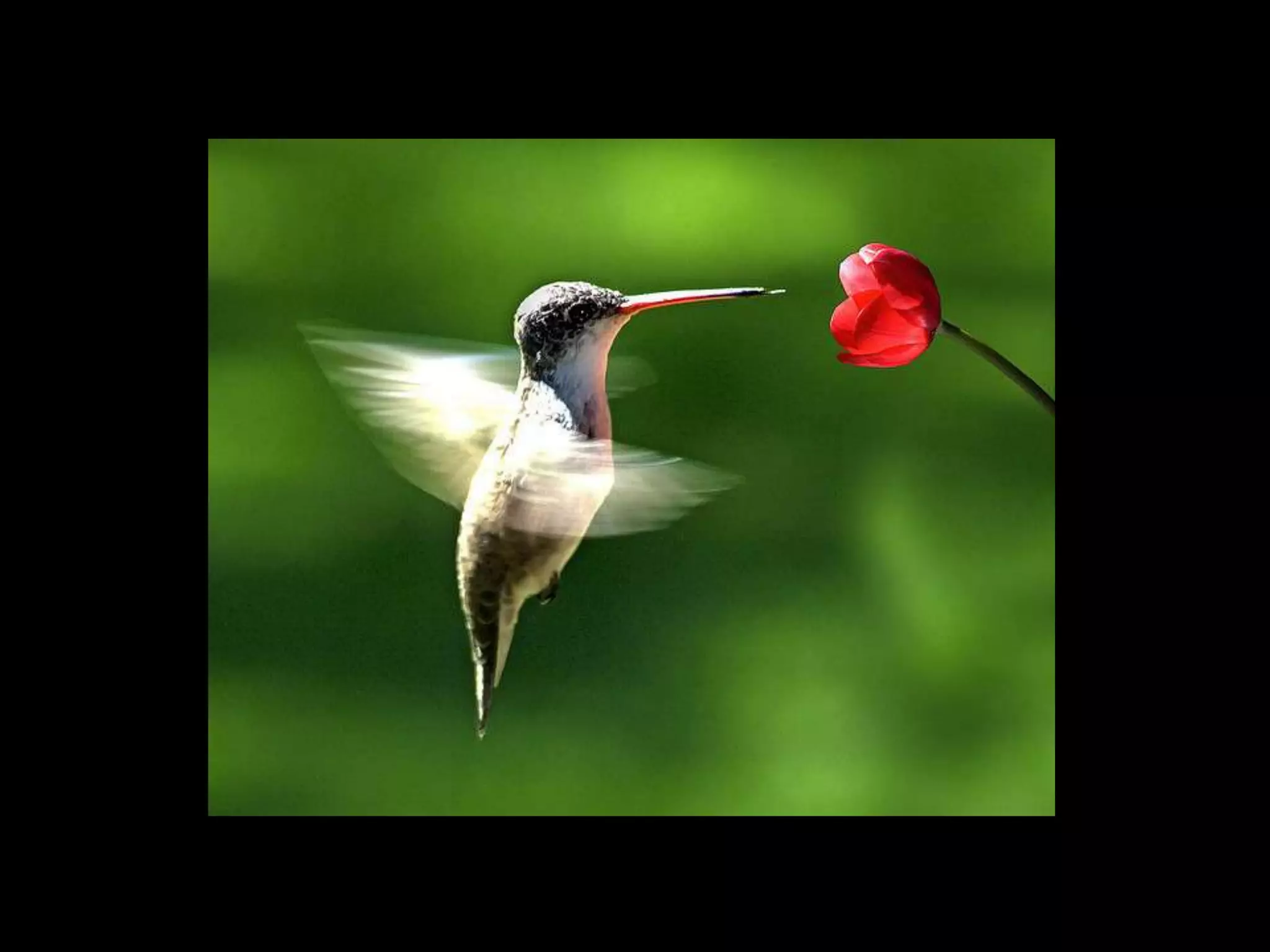 El colibri | PPTX