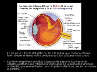 El color en la odontologia | PPT