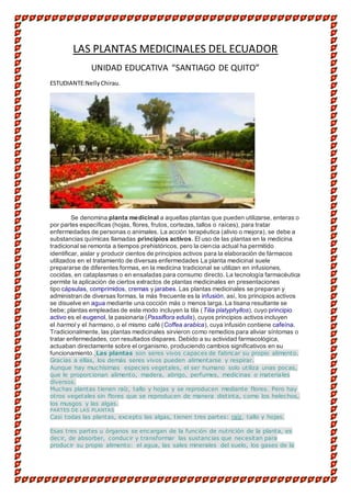 El concepto de las plantas | DOCX
